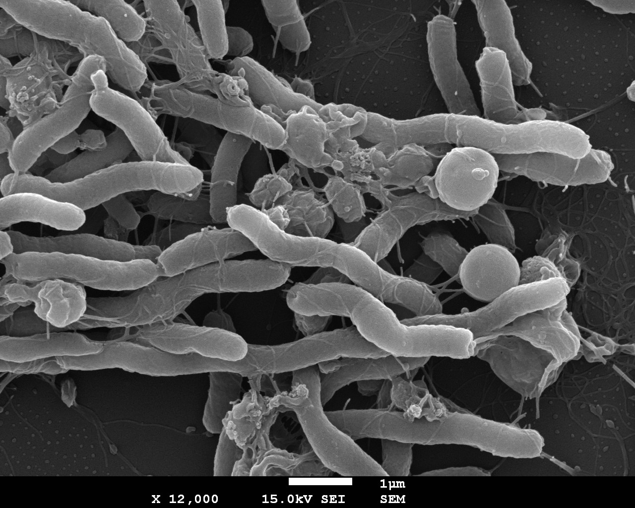 MicroLab - Electron Microscopy Laboratory of IST