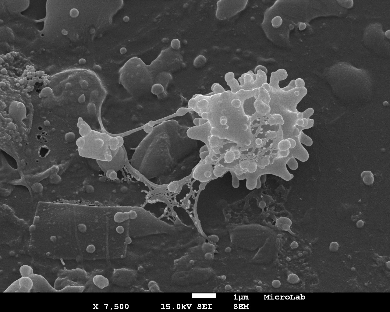 MicroLab - Electron Microscopy Laboratory of IST